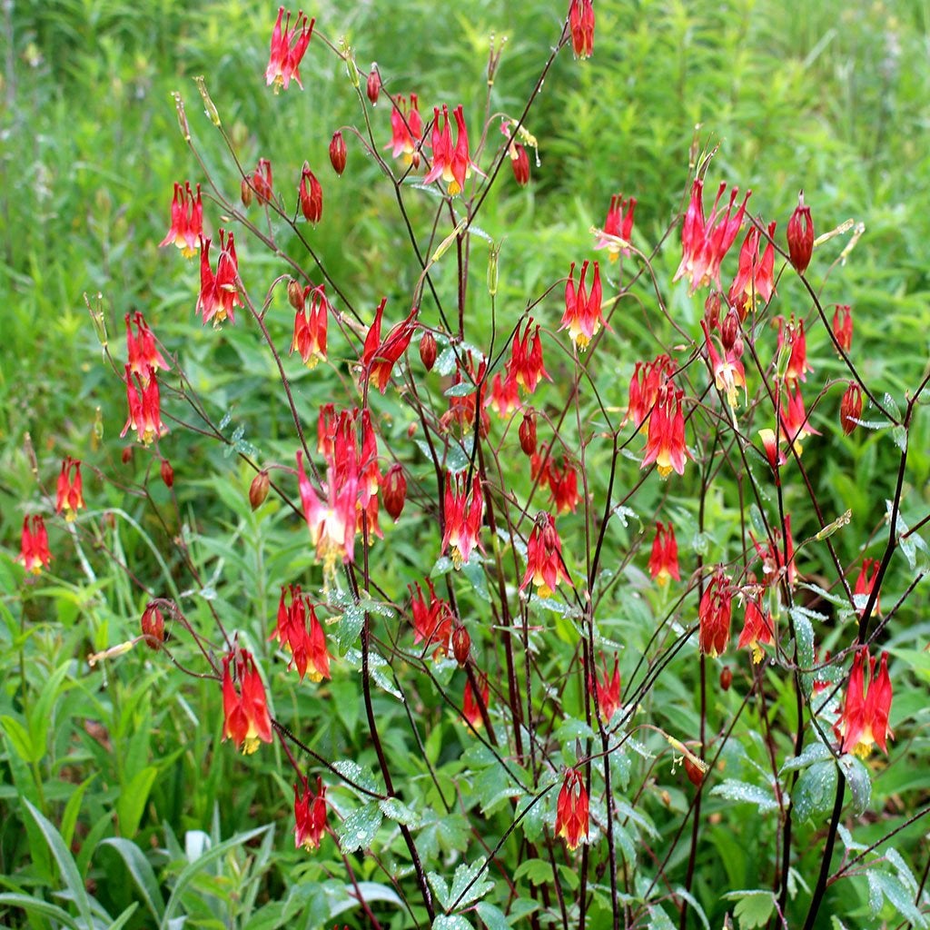 Wild Columbine Aquilegia Canadensis Online Store Otsego Conservation District